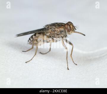 Mouche tsé-tsé (Glossiina morsitans) vecteur de Trypanosoma brucei ...