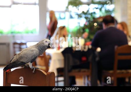 Parrot Koko assis sur une chaise dans le restaurant Torcida, à Sibenik ...