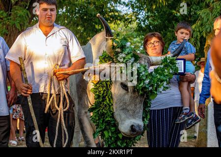 31.07.2021., Kanfanar - U parku istarskog vola u Kanfanaru odrzala se ...