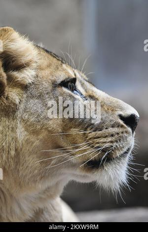 Deux lions, Leo et Ayana, au zoo de Zagreb, ont été testés positifs ...
