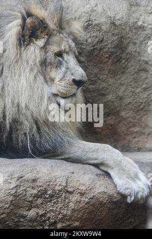 Deux lions, Leo et Ayana, au zoo de Zagreb, ont été testés positifs ...