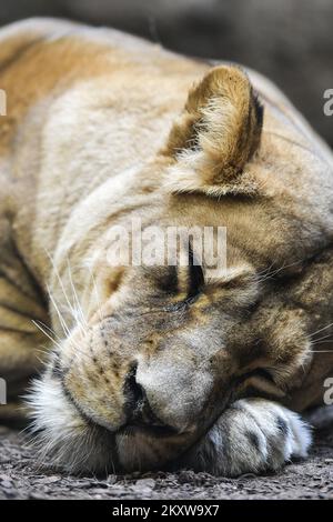 Deux lions, Leo et Ayana, au zoo de Zagreb, ont été testés positifs ...