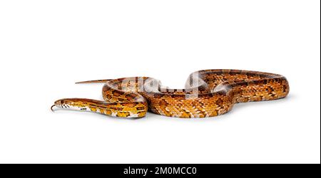 Photo pleine longueur de serpent de maïs de couleur normale alias ...