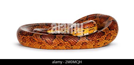 Photo pleine longueur de serpent de maïs de couleur normale alias ...