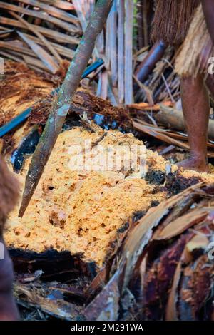 L'arbre de sagou pourri contient des larves de sagou prises @Gauli ...