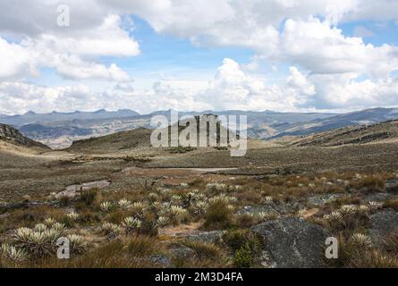 Le paysage de Sumapaz Paramo près de Bogota. Colombie, avec plante ...