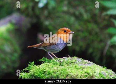 Le Robin japonais a un visage et une poitrine orange vif, et une queue ...