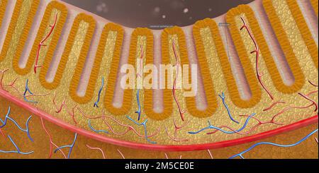 La muqueuse est un autre nom pour la membrane muqueuse. La muqueuse ...
