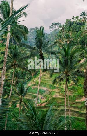 Plan vertical des terrasses de riz tegallalang à Ubud sur l'île de Bali ...