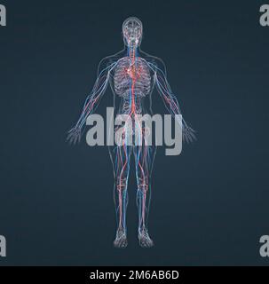 Le système circulatoire se compose de vaisseaux sanguins qui ...