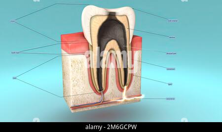 Anatomie de la dent et des gencives et structures de support entourant ...
