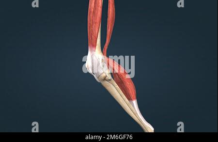 Anatomie de l'articulation du genou, différentes structures dans et ...