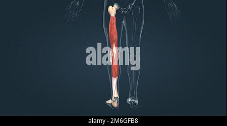 Anatomie de l'articulation du genou, différentes structures dans et ...