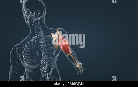 Le biceps brachii a à la fois des têtes longues et courtes qui ...