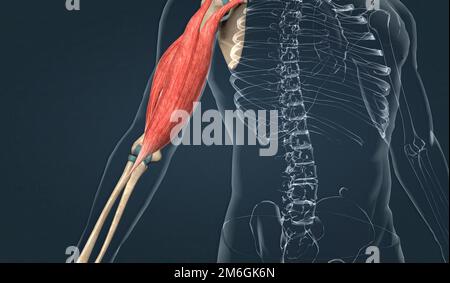 Le biceps brachii a à la fois des têtes longues et courtes qui ...