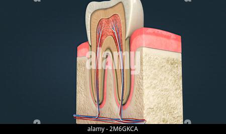 Anatomie de la dent et des gencives et structures de support entourant ...
