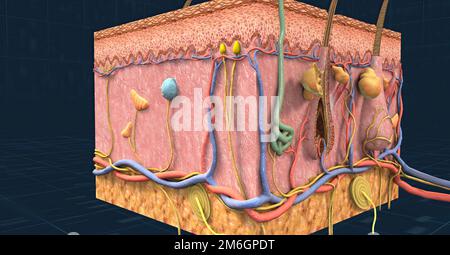 Anatomie de la peau, montrant l'épiderme, le derme et le tissu sous ...