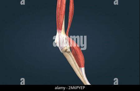 Anatomie de l'articulation du genou, différentes structures dans et ...