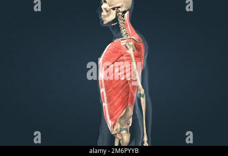 Les muscles du tronc comprennent ceux qui déplacent la colonne ...