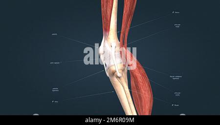 Anatomie de l'articulation du genou, différentes structures dans et ...