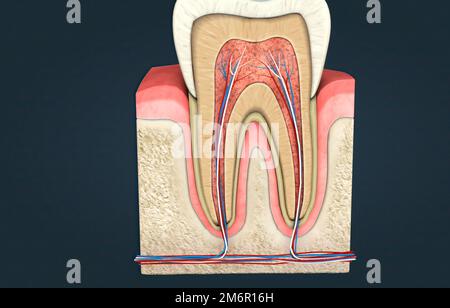 Anatomie de la dent et des gencives et structures de support entourant ...