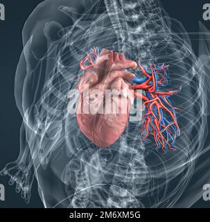 Les vaisseaux sanguins de la circulation pulmonaire sont les artères ...