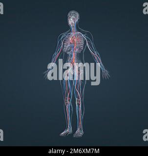 Le système circulatoire se compose de vaisseaux sanguins qui ...