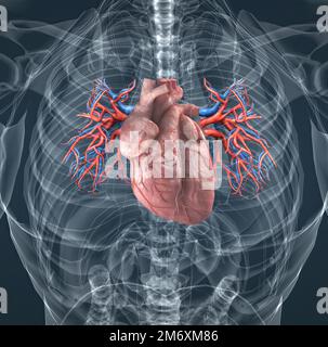 Les vaisseaux sanguins de la circulation pulmonaire sont les artères ...