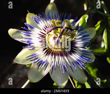 Photo en gros plan de la fleur de la passion. Fleur de passion aux ...