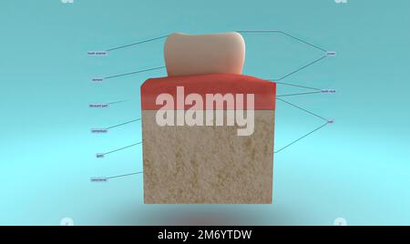 Anatomie de la dent et des gencives et structures de support entourant ...