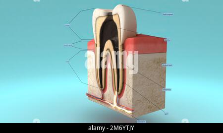Anatomie de la dent et des gencives et structures de support entourant ...