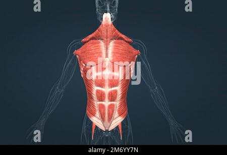 Les muscles du tronc comprennent ceux qui déplacent la colonne ...