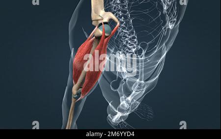 Le biceps brachii a à la fois des têtes longues et courtes qui ...