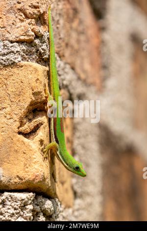 Phelsuma lineata, le gecko de jour, est une espèce de gecko diurne ...