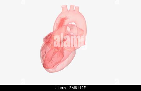 La valve aortique se situe entre le ventricule gauche du cœur et l ...