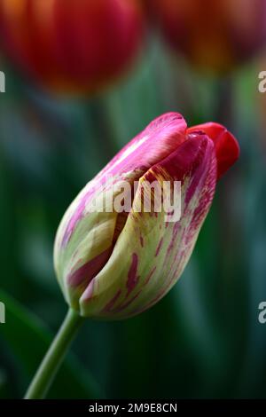 Tulipa Saskia,Tulipa Saskia rembrandt,Florist anglais tulipe,casse ...