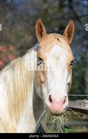 Cheval, Hauspferd, Cheval, Equus cabalus, Monument Valley, Tsé Biiʼ ...