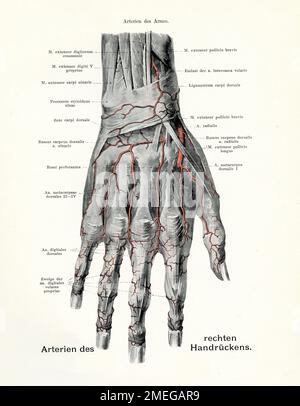 Vintage illustration de l'anatomie, la main droite d'os, de retour et ...