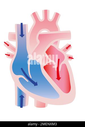 anatomie du cœur humain. Schéma pédagogique montrant le flux sanguin ...