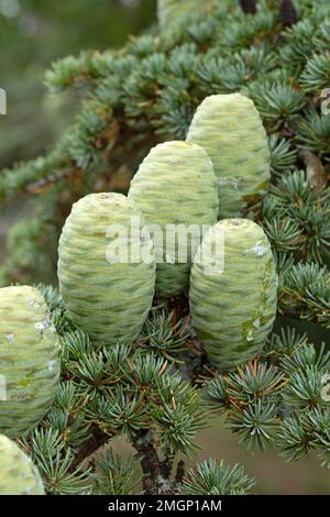Cône de fruits de Cedrus libani Pinacées cèdre Liban Liban Zeder ceder ...