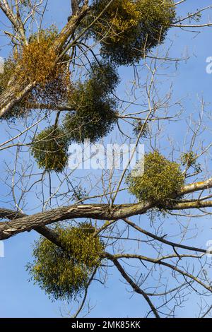 Un arbre malade flétrisé attaqué par le GUI, viscum. Ce sont des ...