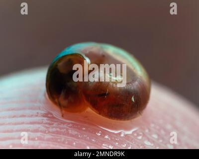 Un escargot d'eau douce connu sous le nom de biomphalaria, un vecteur ...