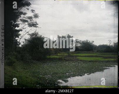 Tonkin, riz Indochina semant dans une pépinière et un système de levage ...