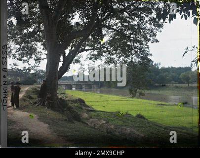 Tonkin, riz Indochina semant dans une pépinière et un système de levage ...