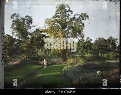 Tonkin, riz Indochina semant dans une pépinière et un système de levage ...