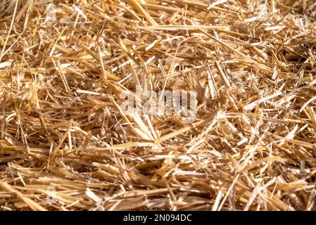Paille sèche collectée pour l'alimentation animale.balle de foin.pile ...
