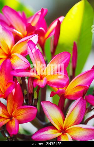 gros plan de la plante frangipani de paradis rose avec des fleurs dans la cour ensoleillée ...