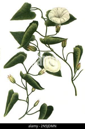 Botanik, Pflanze, Convolvulus, Pflanzen aus der Gattung Winde, Windern ...