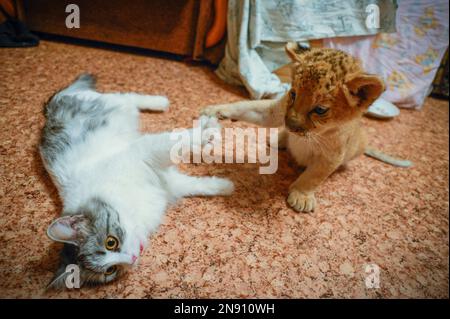 Female liliger cub Kiara, a hybrid between a lion and a ligress, plays at the Novosibirsk Zoo ...