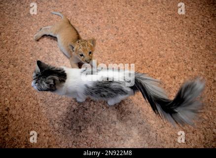 Female liliger cub Kiara, a hybrid between a lion and a ligress, plays at the Novosibirsk Zoo ...